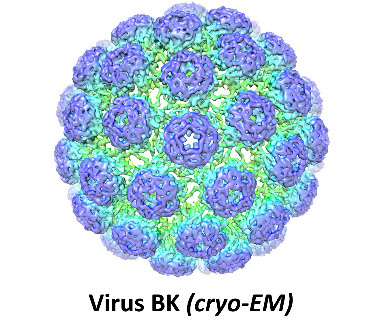 Virus BK | UPJV
